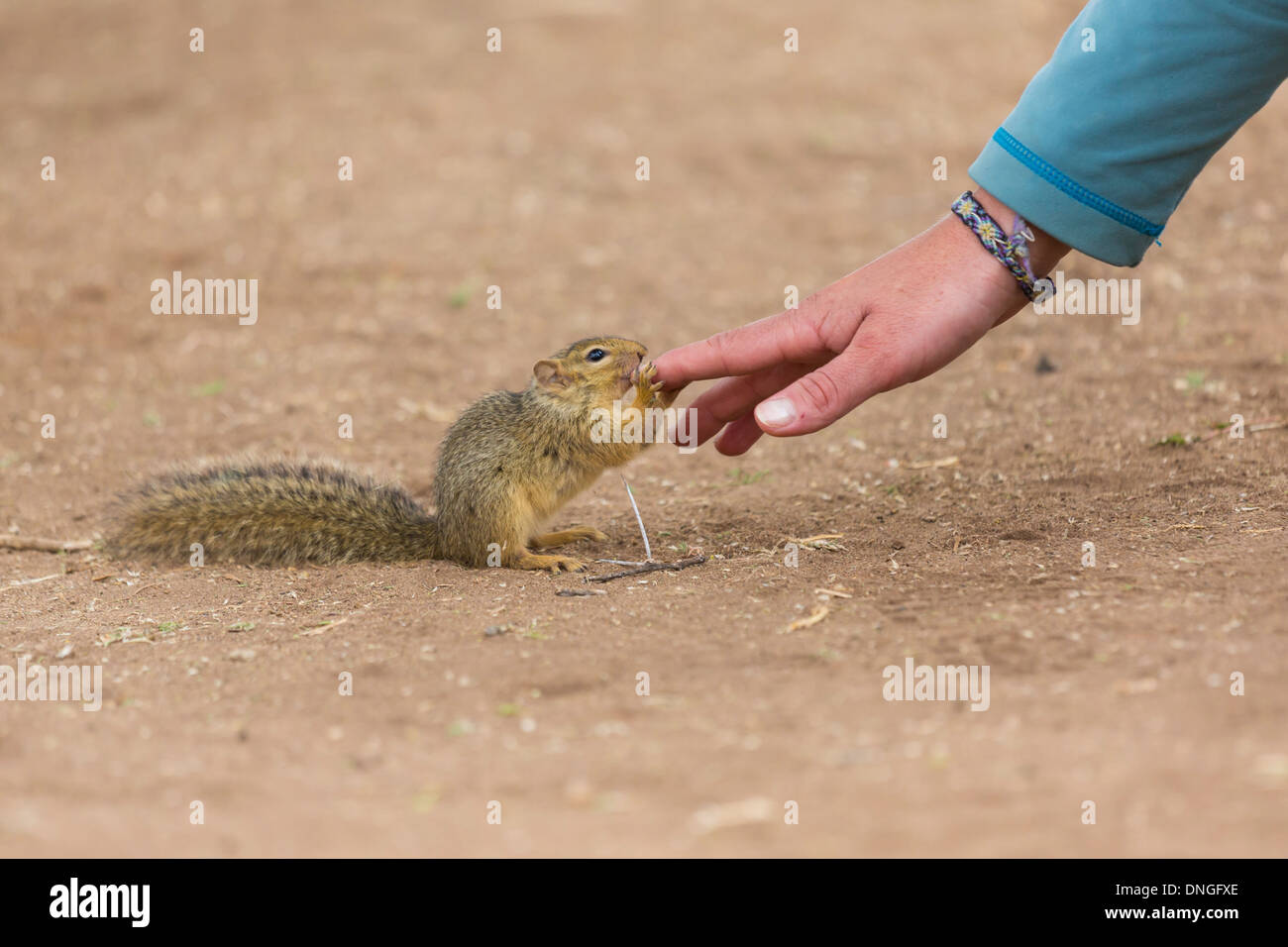 Playful squirrel interacting with woman Stock Photo - Alamy