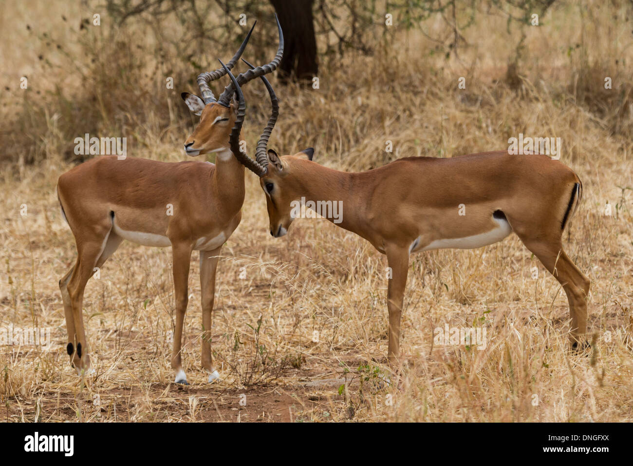 Kenya tanzania serengeti border hi-res stock photography and images - Alamy