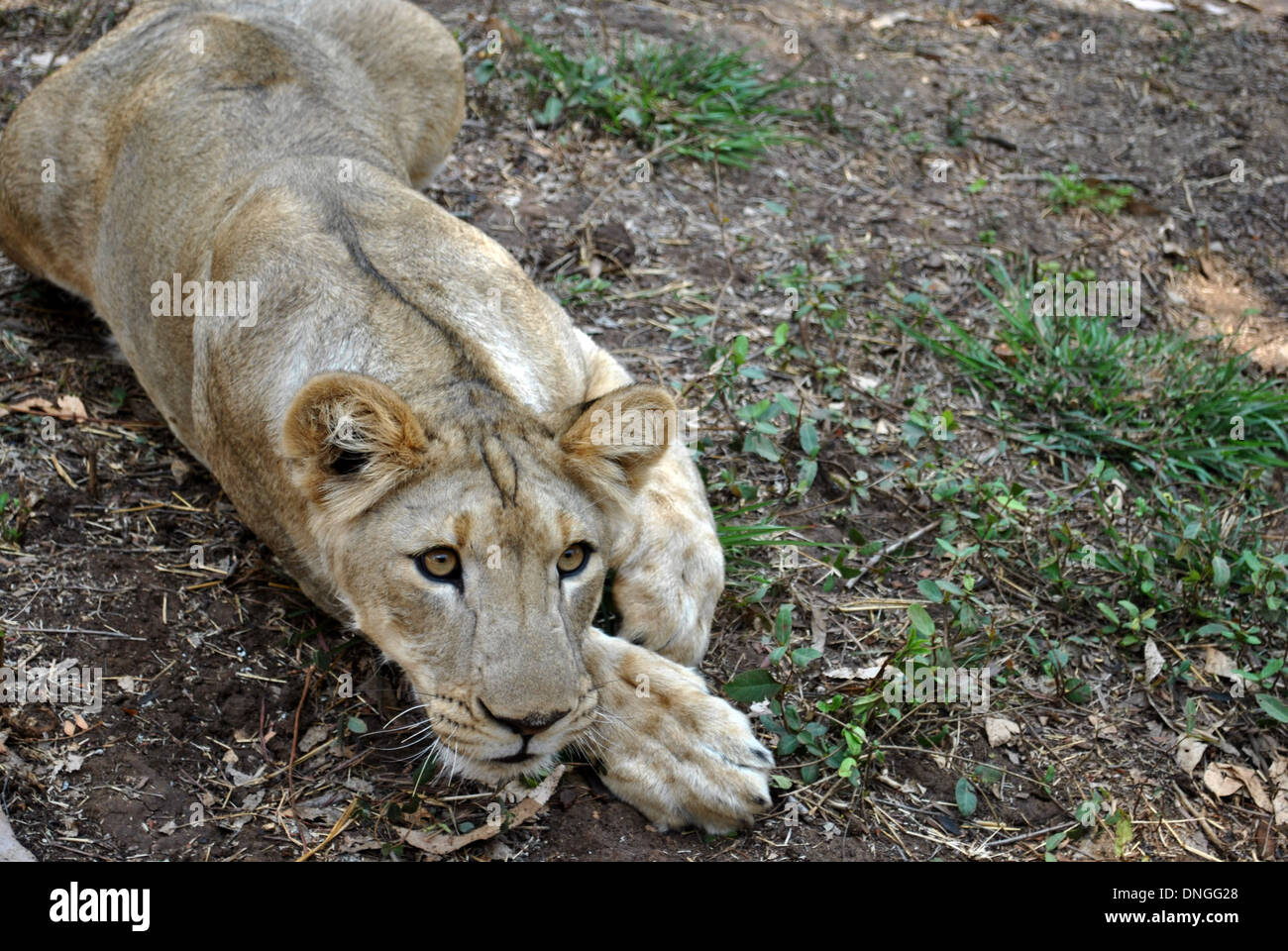 Lioness Pouncing