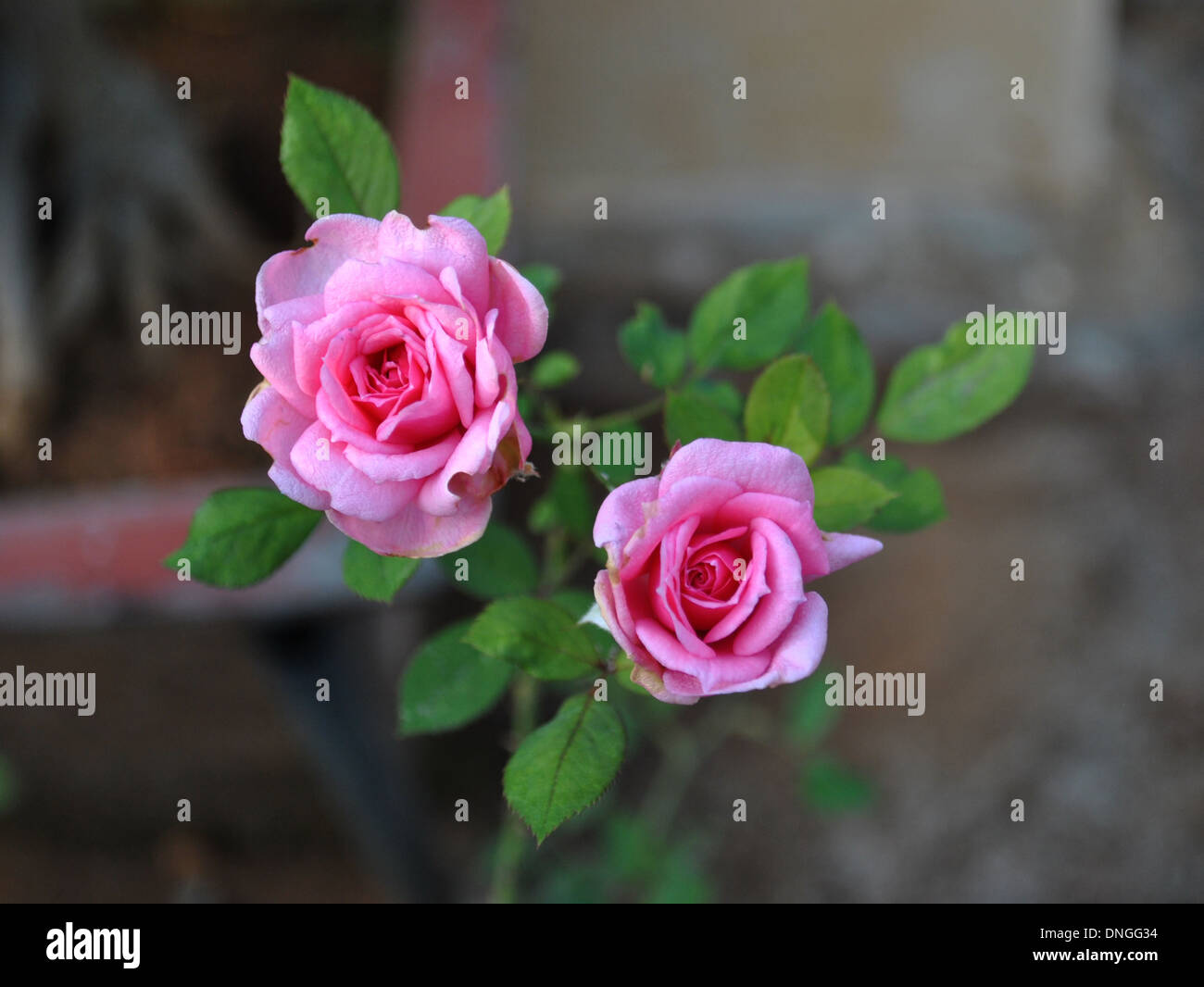 Two pretty pink roses on the terrace garden Stock Photo - Alamy