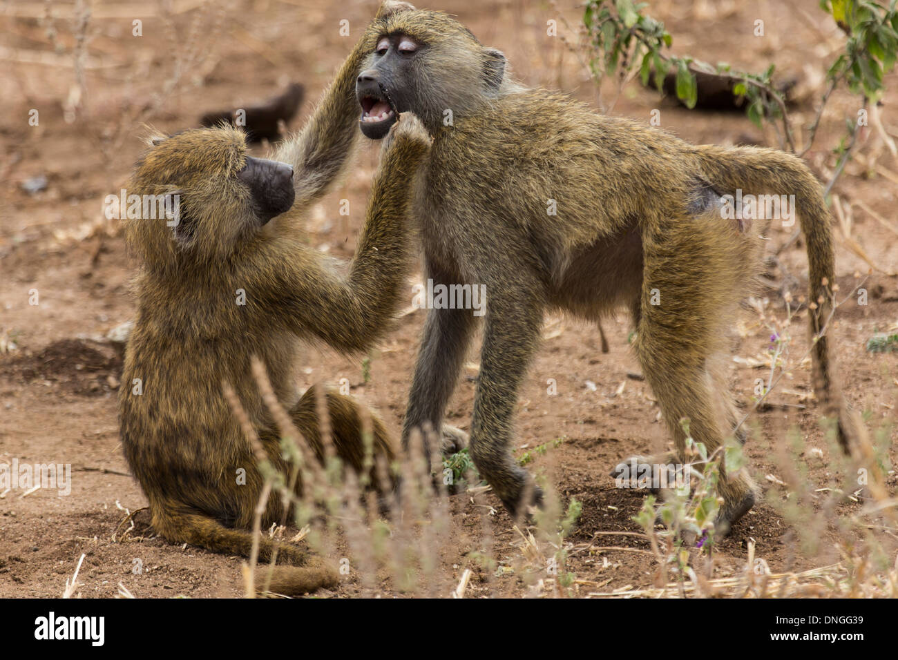 Monkeys at Tarangire National Park, Tanzania Stock Photo - Alamy