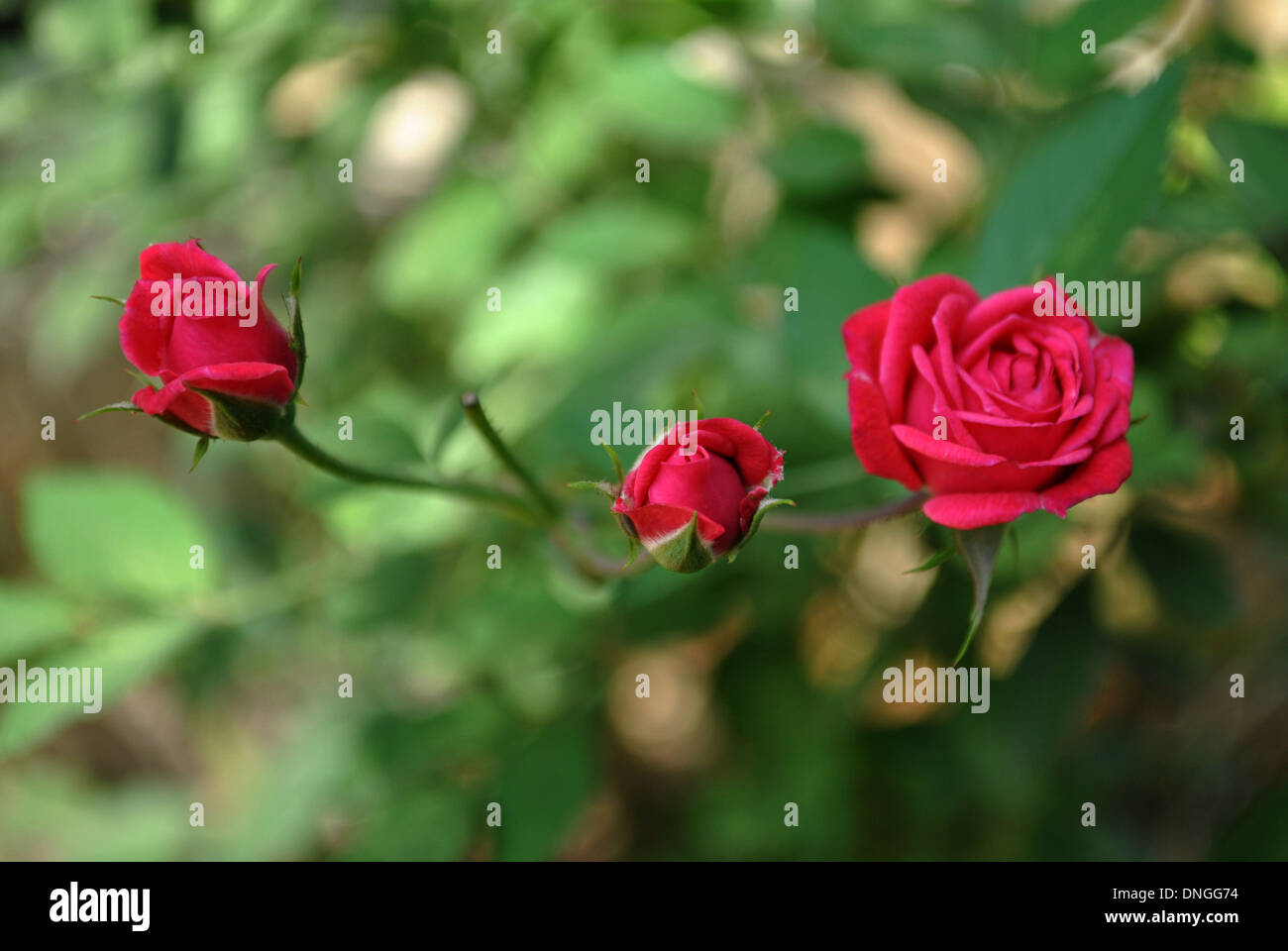 Three roses awaiting to bloom Stock Photo - Alamy