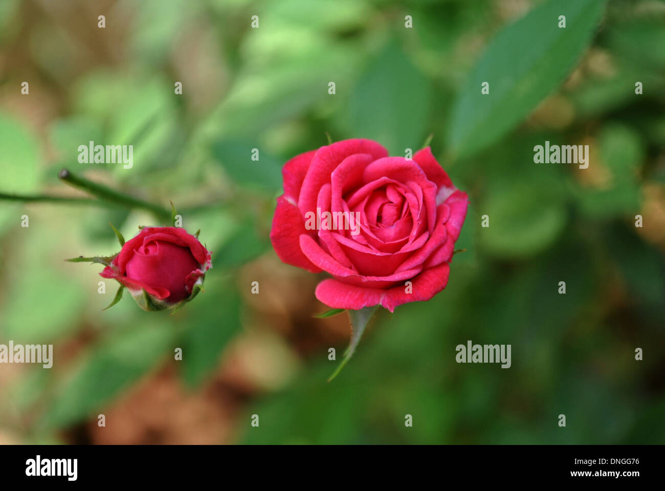Two deep red roses hi-res stock photography and images - Alamy