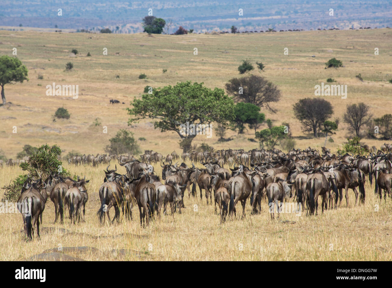 Wildebeest Migration Serengeti High Resolution Stock Photography and ...
