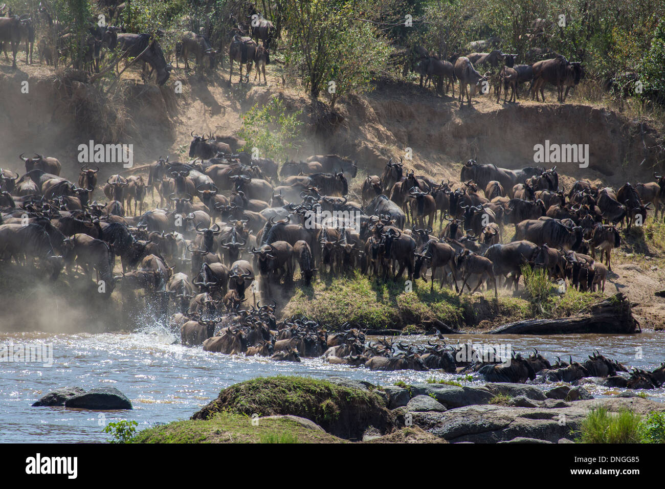 The great wildebeest migration in Serengeti Mara, Tanzania Stock Photo ...