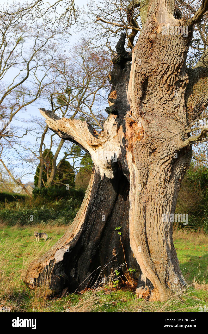 Tree hollow base tree trunk hi-res stock photography and images - Alamy