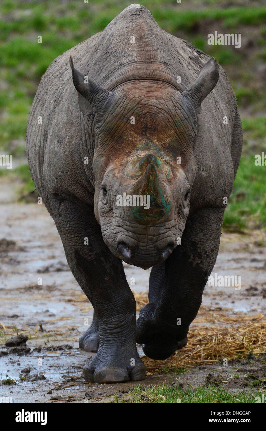 A black rhino head on Stock Photo - Alamy