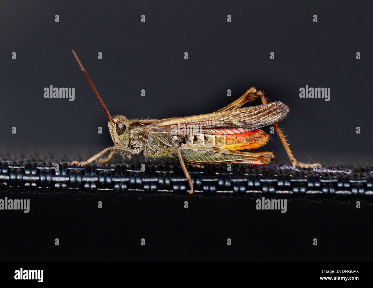 Grasshopper motionless, resting on a garden chair back and photographed ...