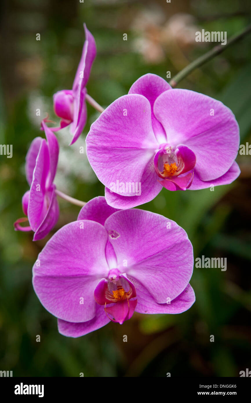 Soroa orchid botanical garden hi-res stock photography and images - Alamy