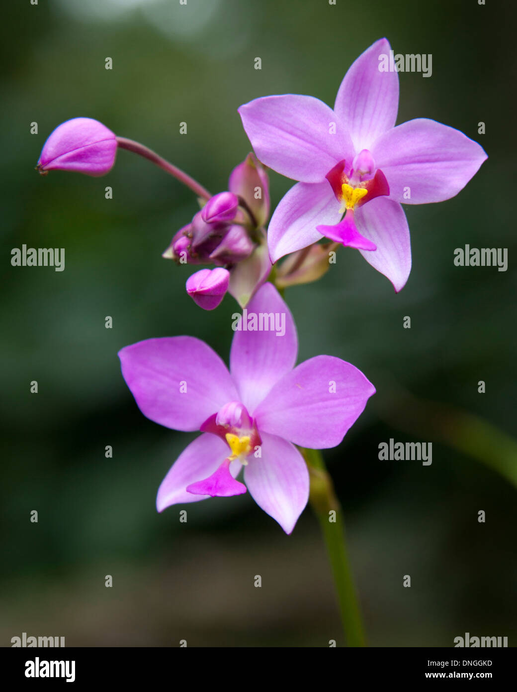 Soroa orchid botanical garden hi-res stock photography and images - Alamy