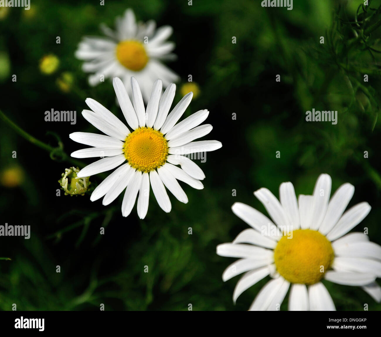 pharmacy daisy flower Stock Photo - Alamy