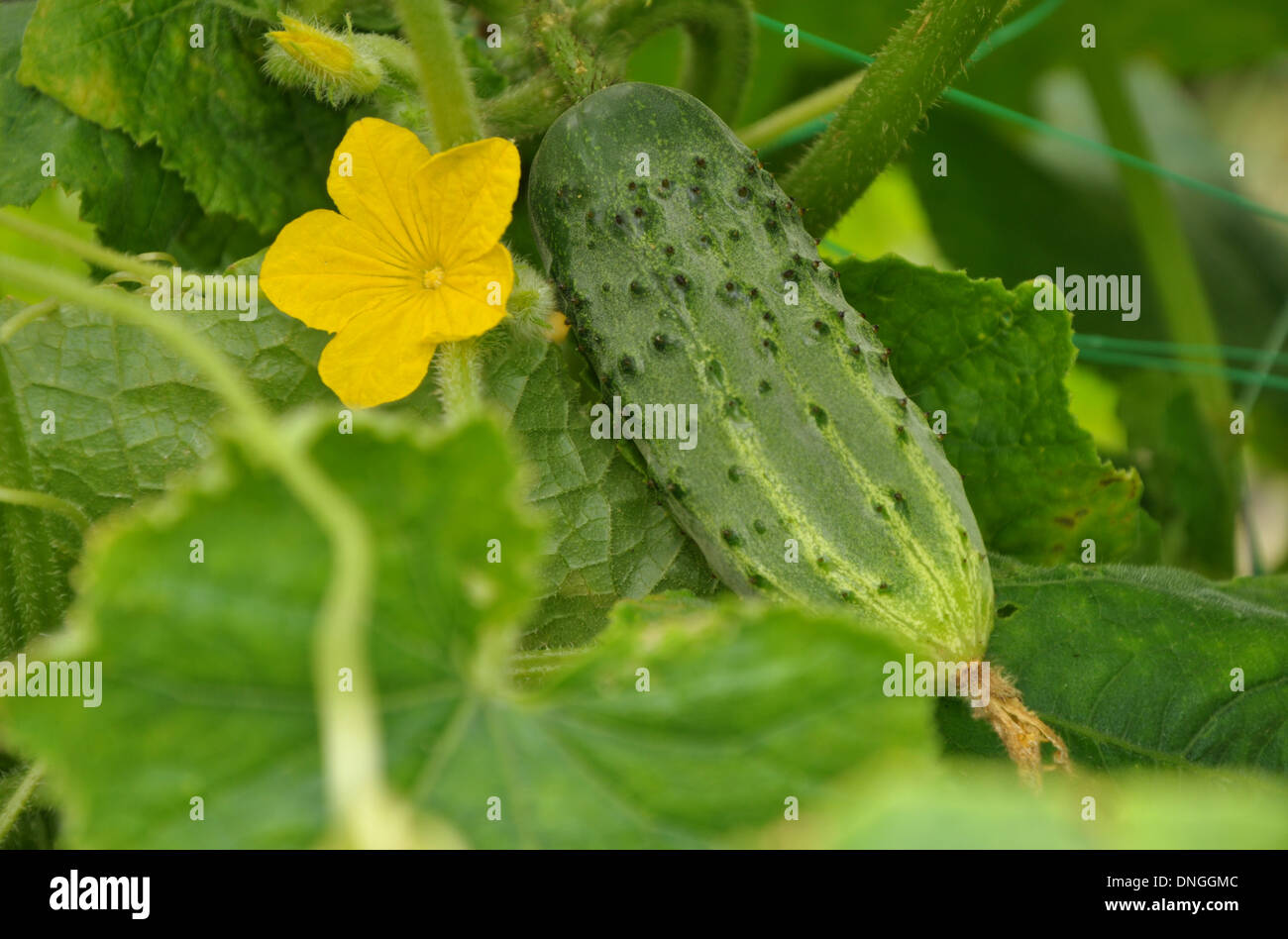 Growing cucumber and its flower Stock Photo - Alamy