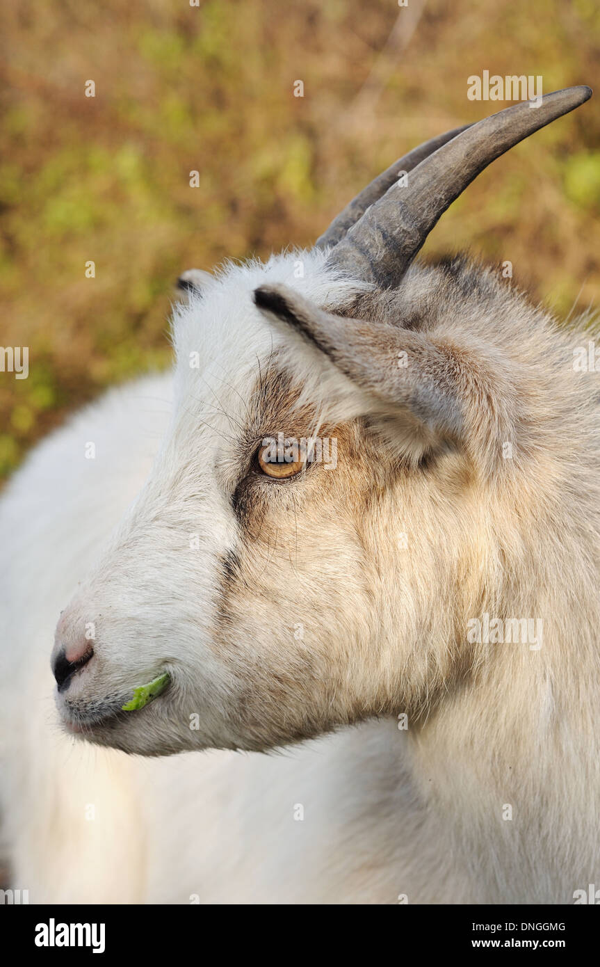 Goat Chewing High Resolution Stock Photography and Images - Alamy