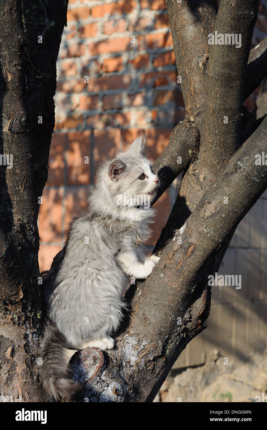 Mewing hi-res stock photography and images - Alamy