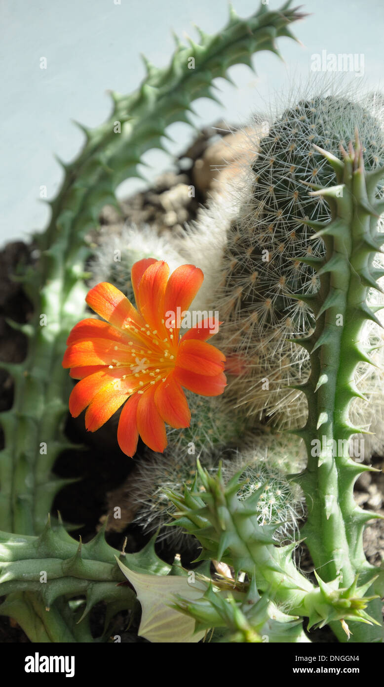 Cactus flower hi-res stock photography and images - Alamy