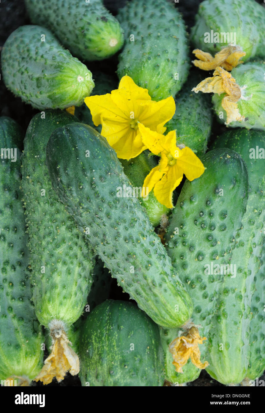 Stack of cucumber hi-res stock photography and images - Alamy