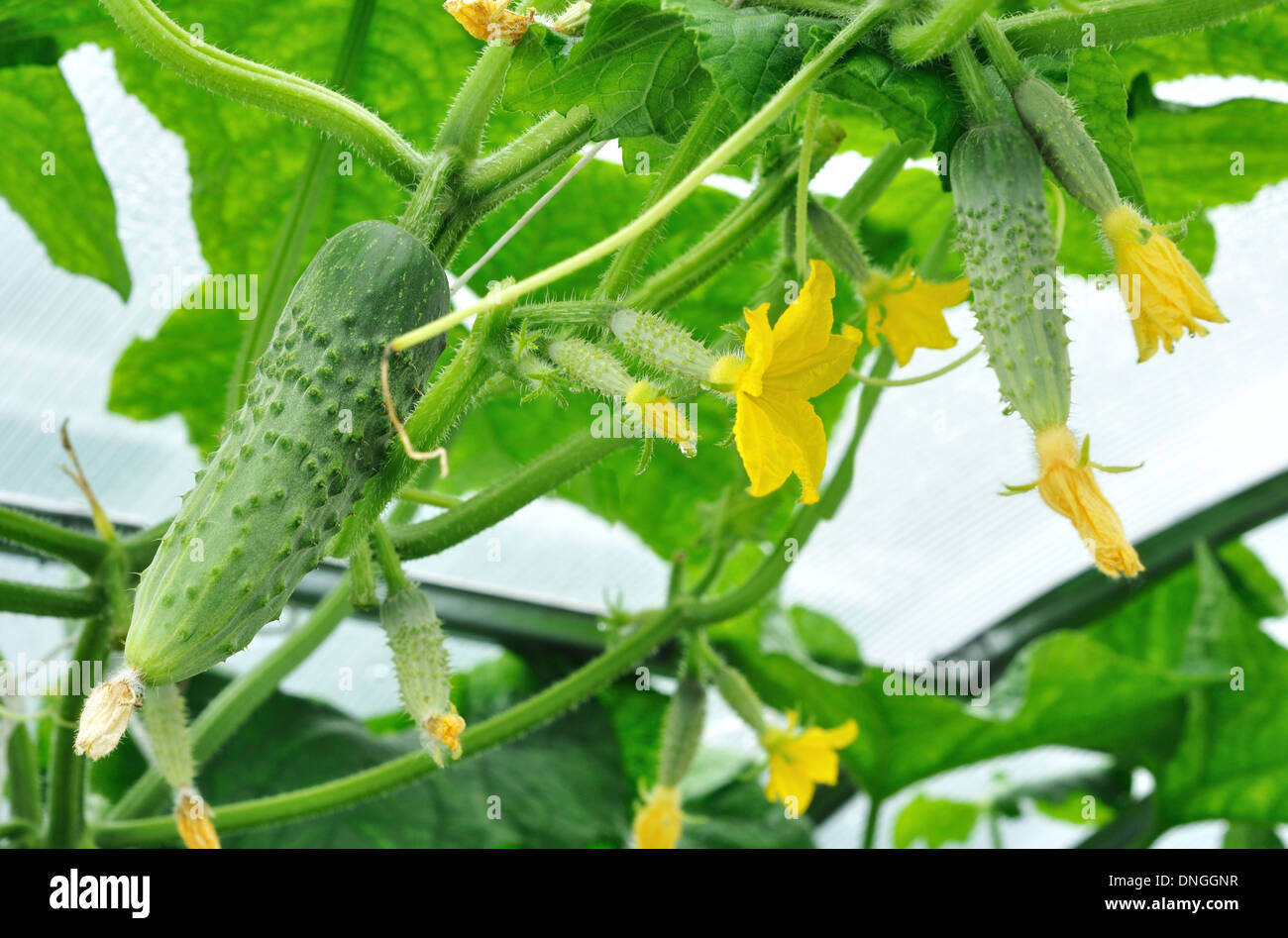 Growing cucumber and its flower in greenhouse Stock Photo - Alamy