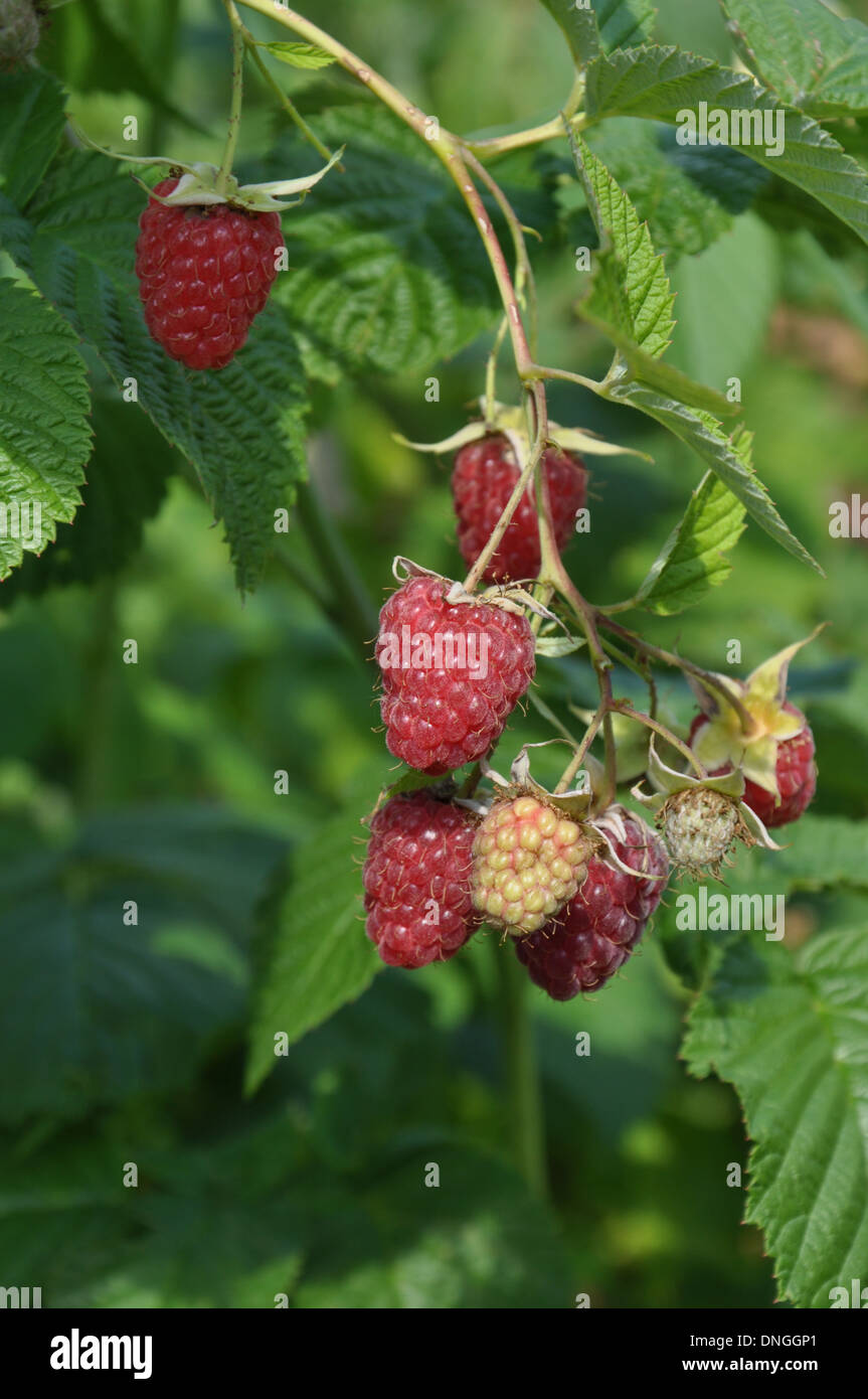Raspberries garden cane hi-res stock photography and images - Alamy