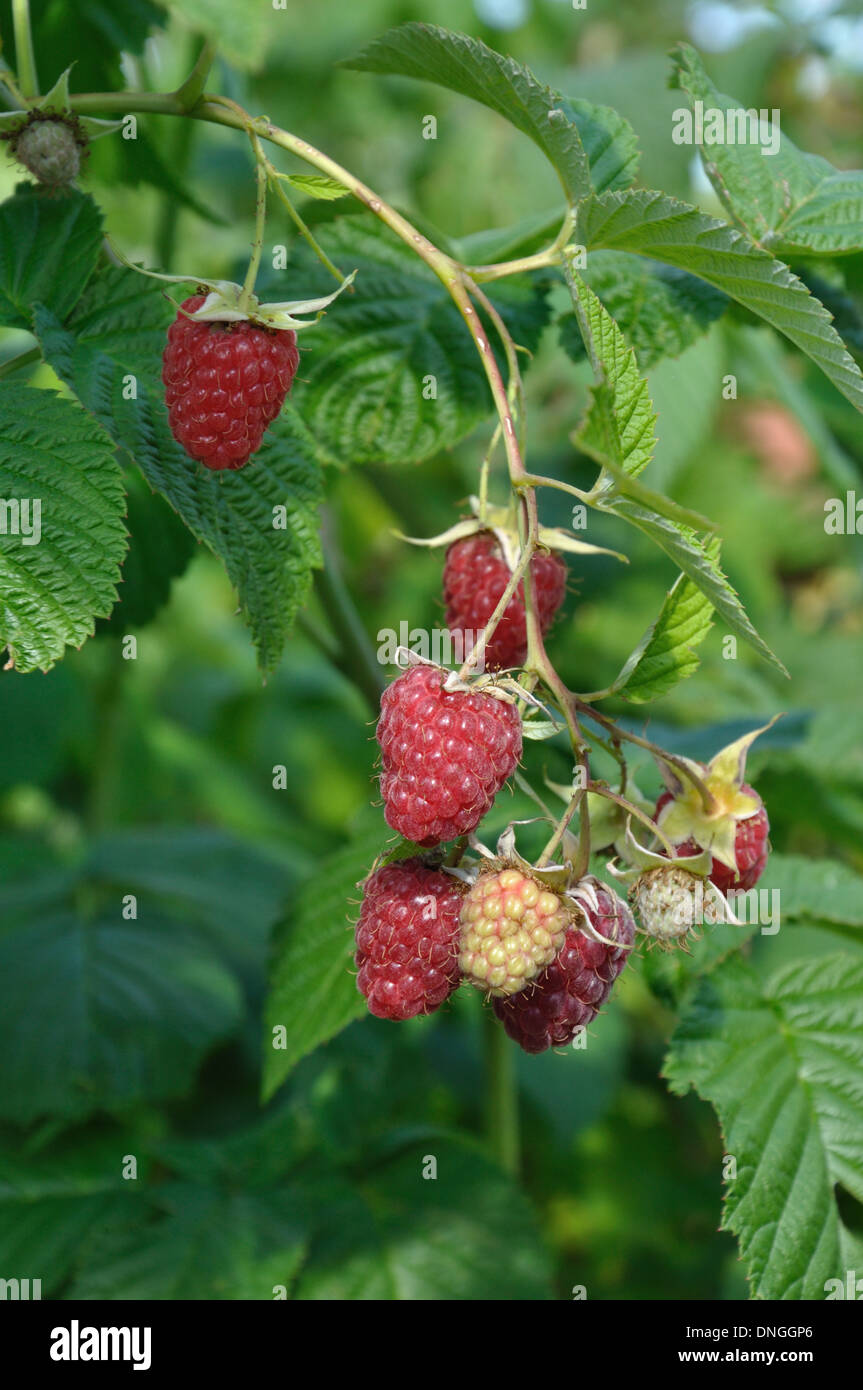 red ripe raspberries on a cane Stock Photo - Alamy
