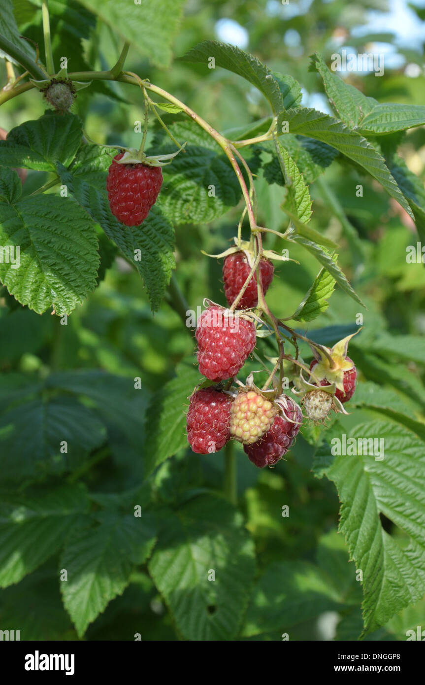 Raspberries garden cane hi-res stock photography and images - Alamy