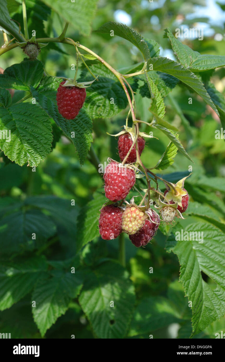 red ripe raspberries on a cane Stock Photo - Alamy