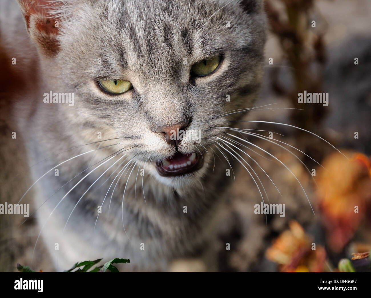 Portret of grey cat meowing Stock Photo - Alamy