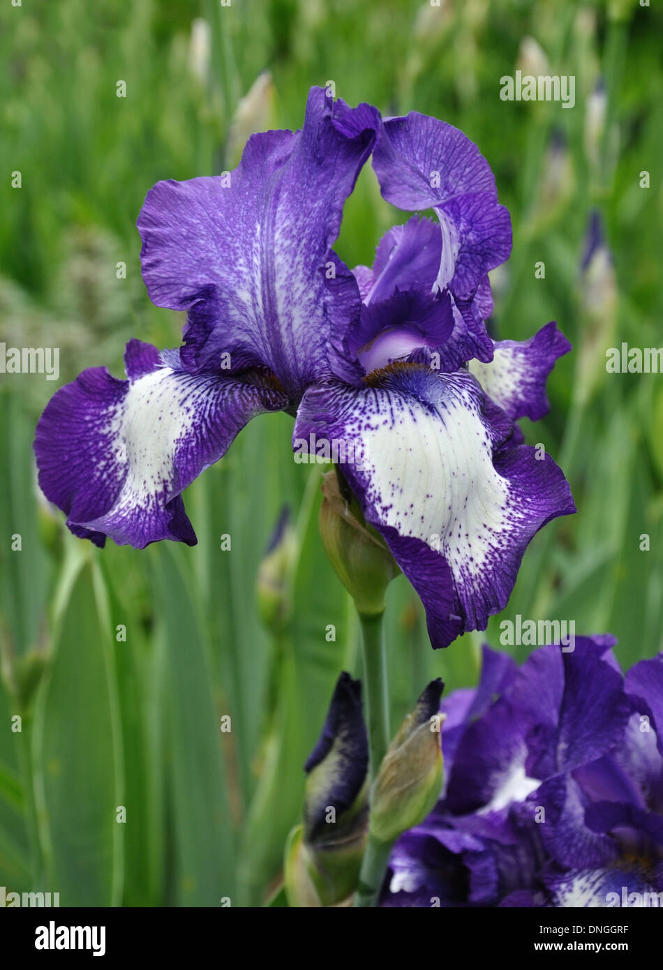 beautiful violet iris blooming in the garden Stock Photo - Alamy