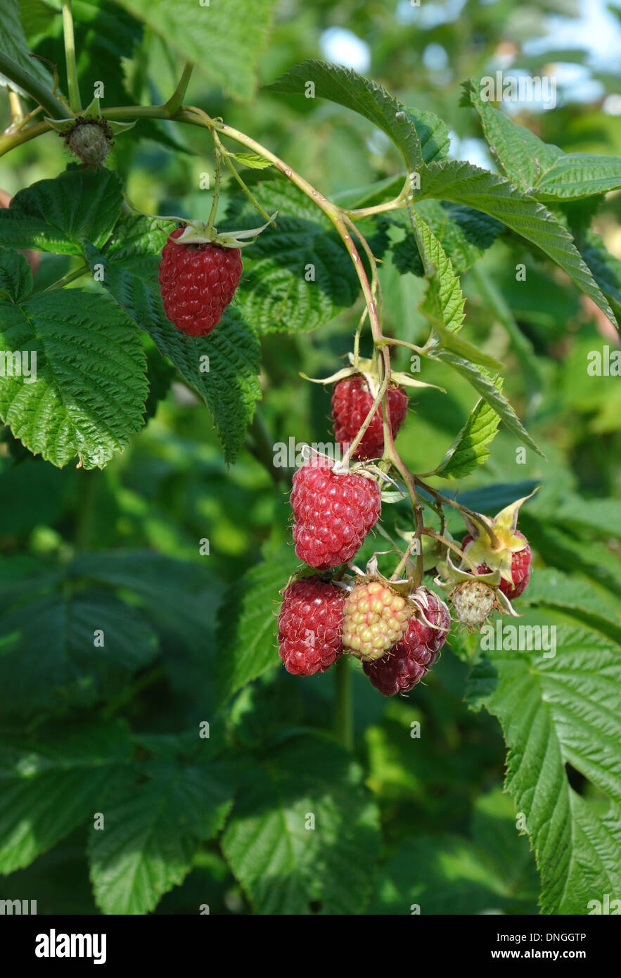 big red raspberries on a cane Stock Photo - Alamy