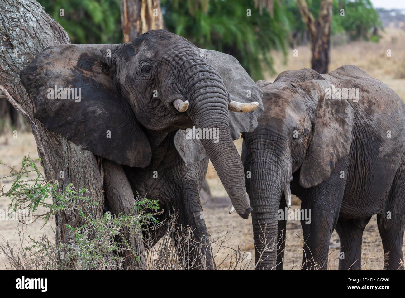 Elephants play hi-res stock photography and images - Alamy