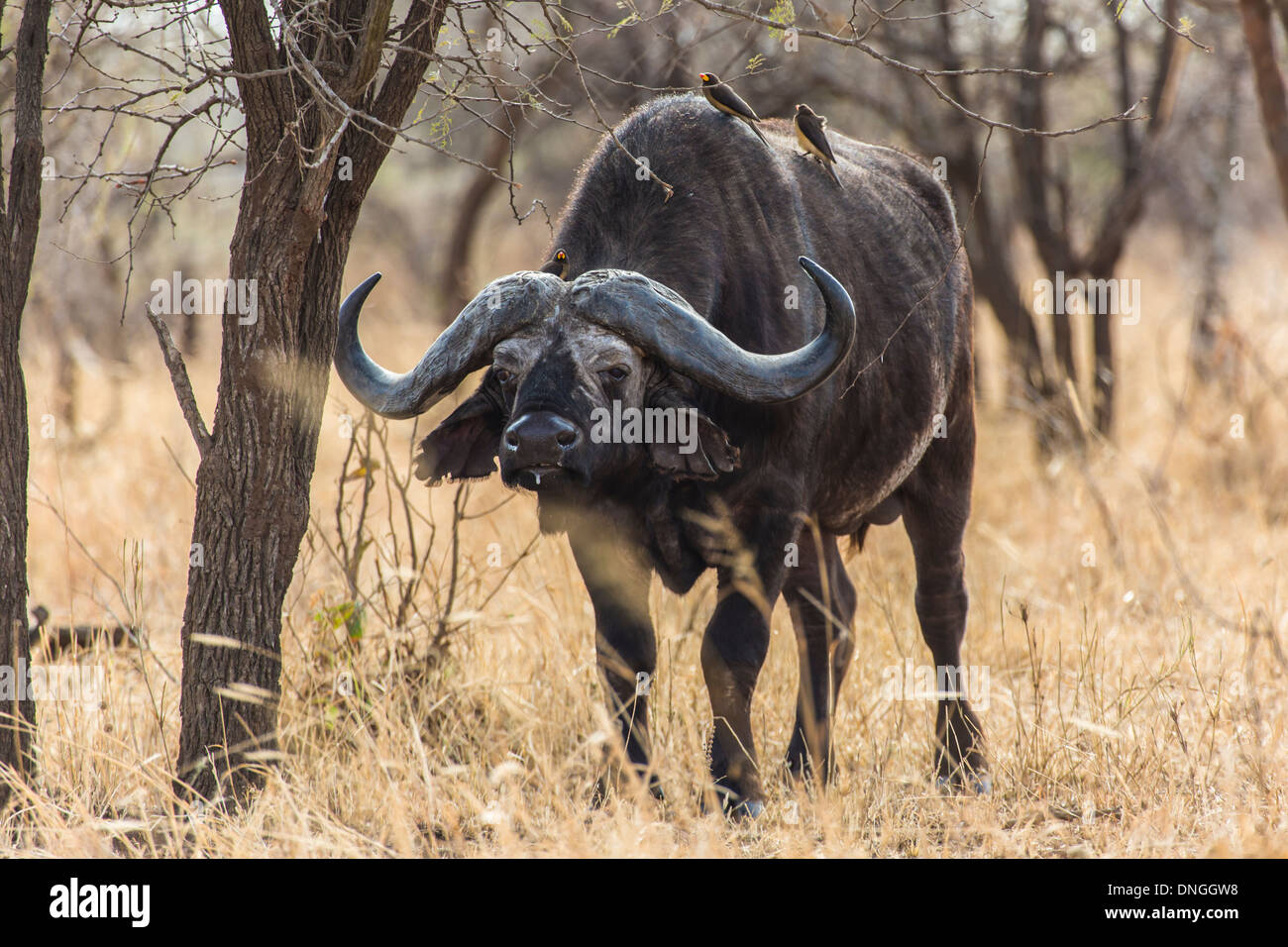 Buffalo Migration High Resolution Stock Photography and Images - Alamy