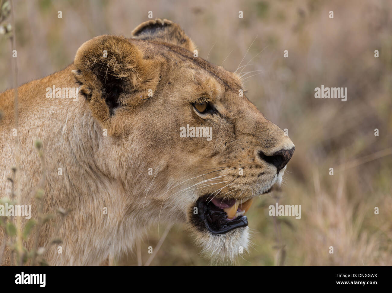 Serengeti wildebeest migration lion hi-res stock photography and images ...