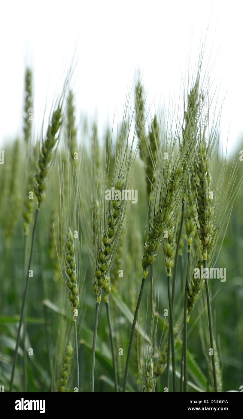 Sunlight green grass stems hi-res stock photography and images - Alamy