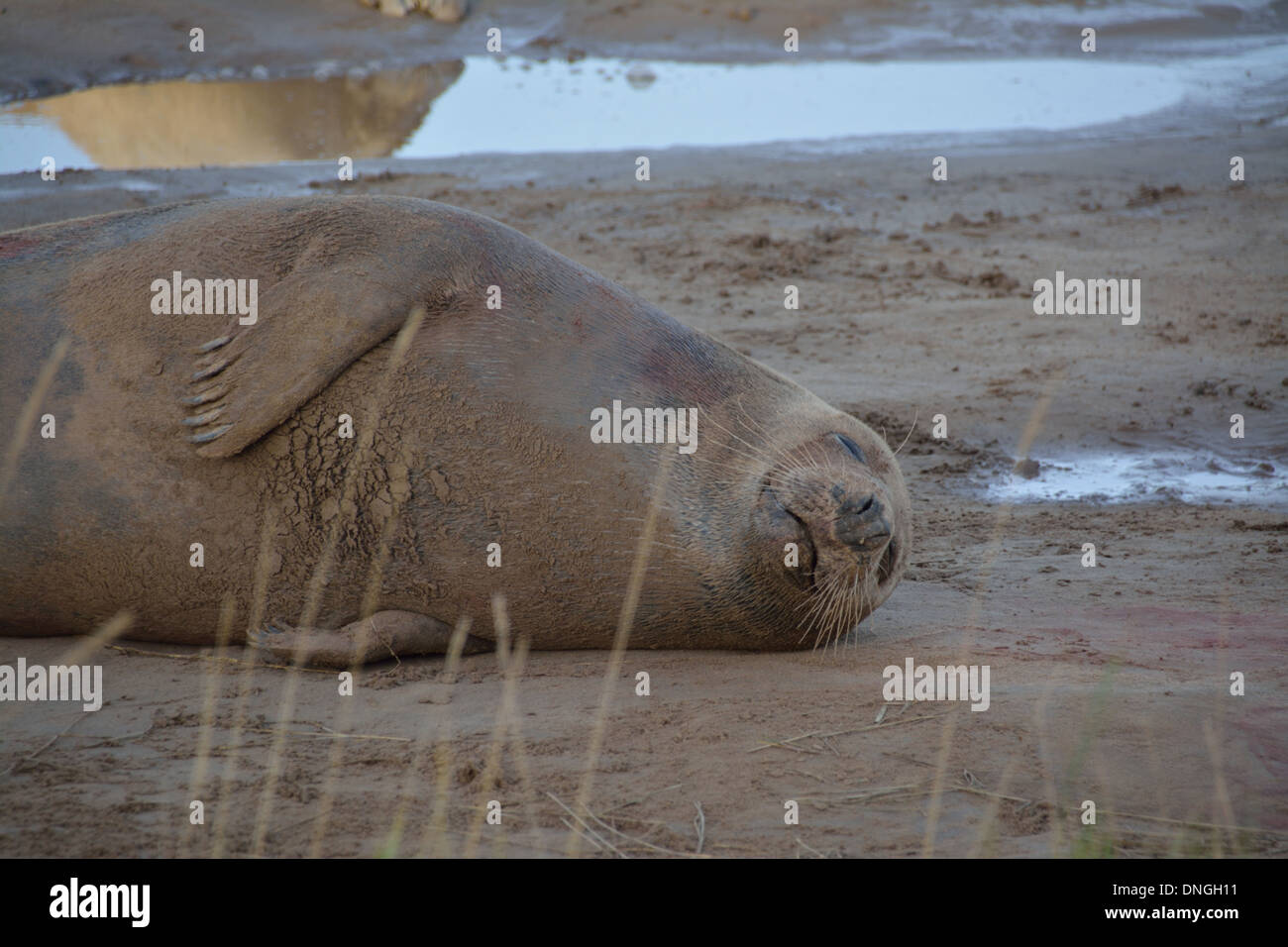Adult female grey seal relaxing on the breeding beach at Donna Nook ...