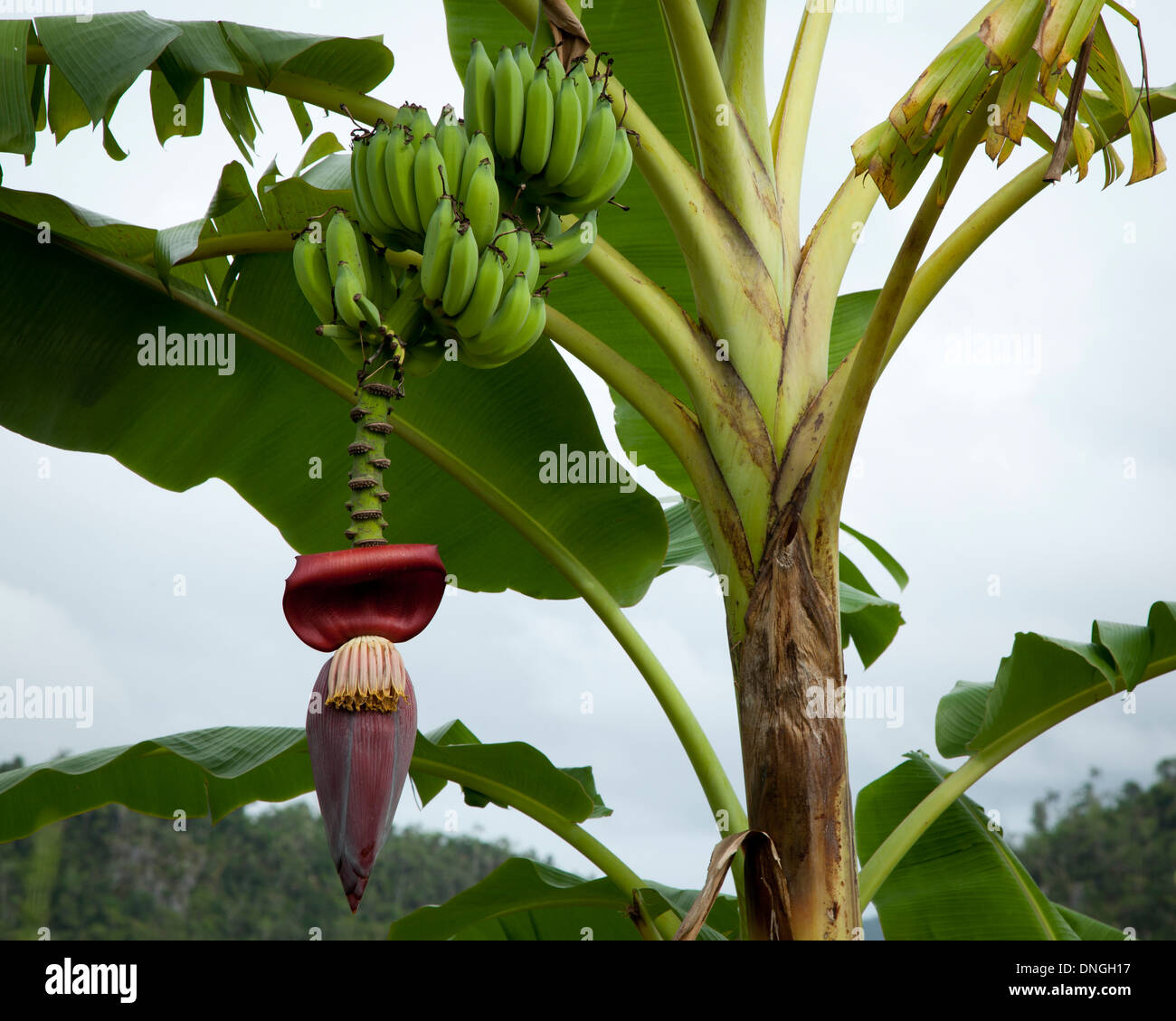 Bananas with stalk hi-res stock photography and images - Alamy