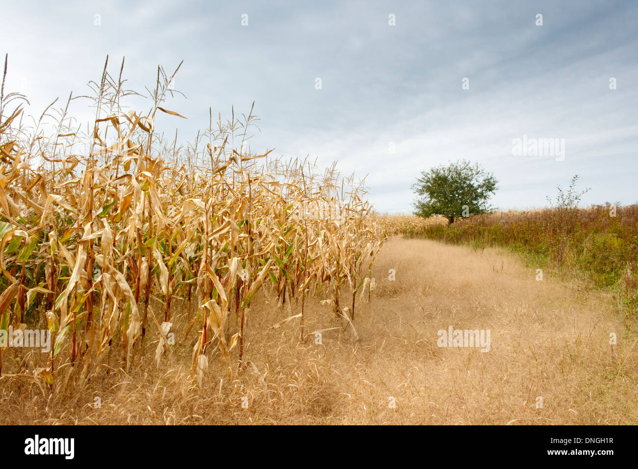 Corn field in autumn hi-res stock photography and images - Alamy