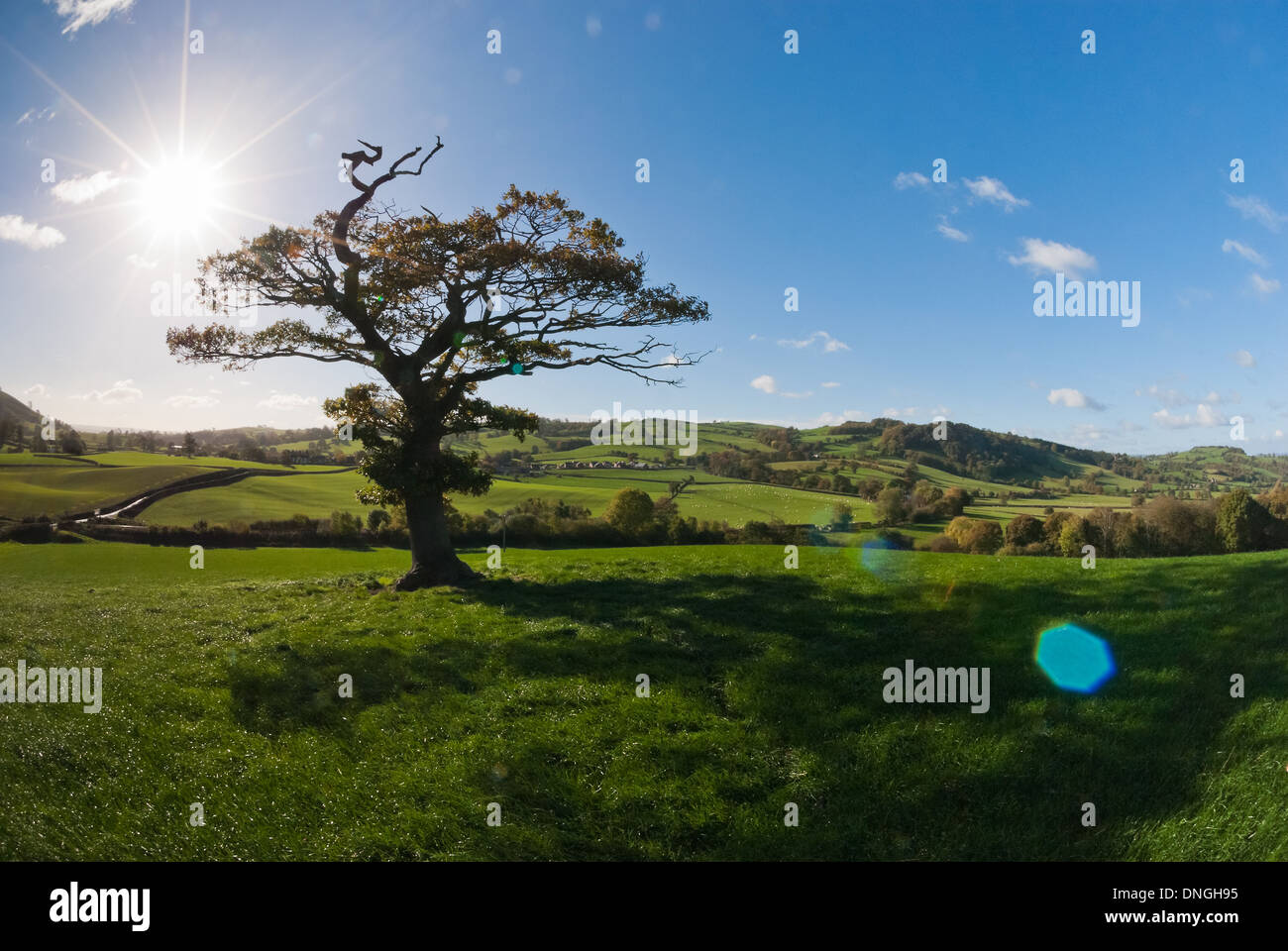 The English tree stand alone in the countryside Stock Photo - Alamy