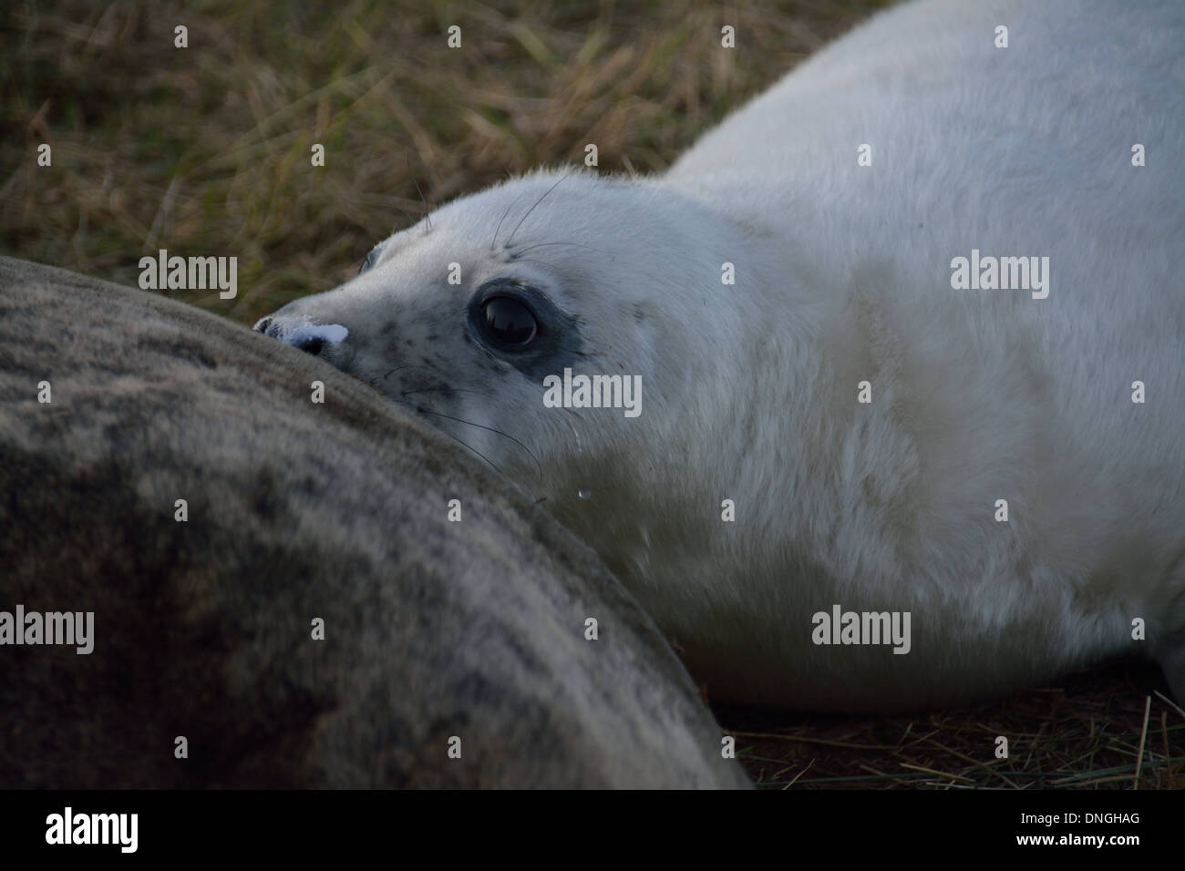 Seal pup suckling, with mothers fatty milk clearly visible on it's nose ...