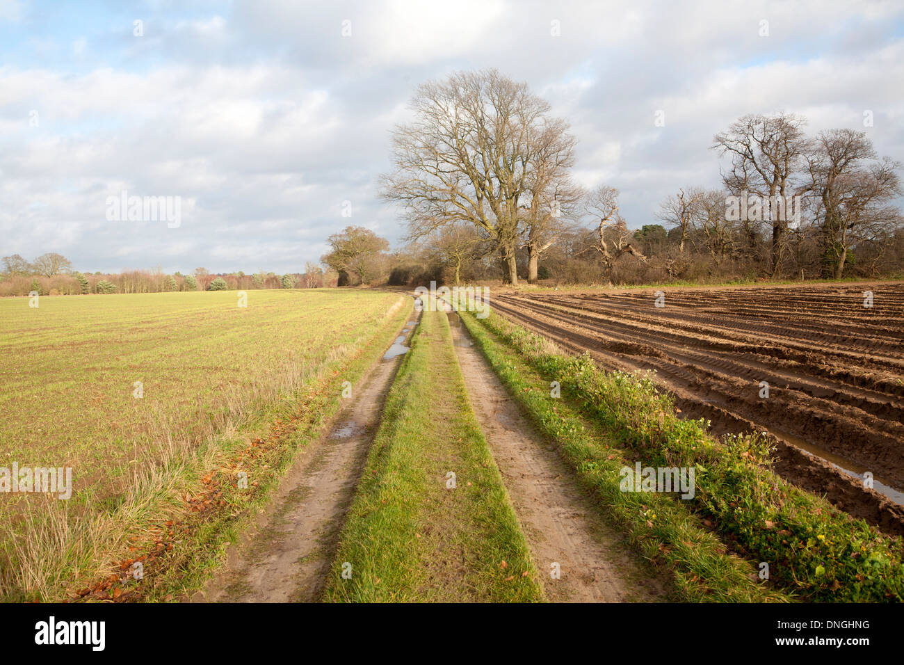 Suffolk Sandlings winter landscape with path across fields leading into ...