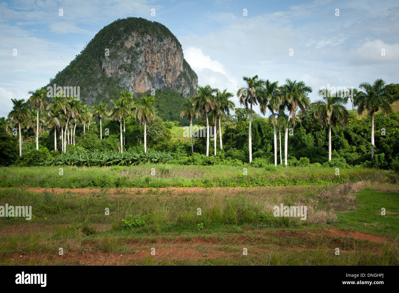 Mogotes in Vinales Valley in Cuba Stock Photo - Alamy