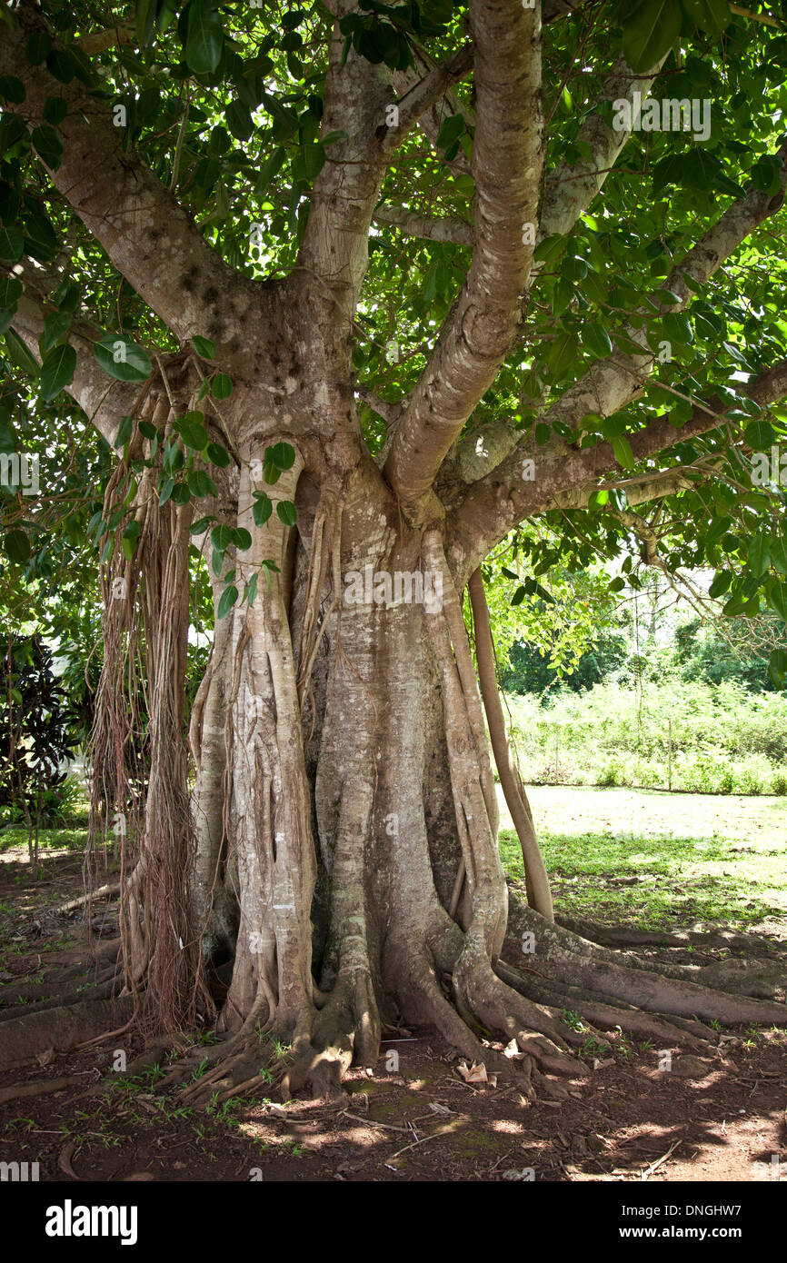 Old tree in Cuba Stock Photo - Alamy