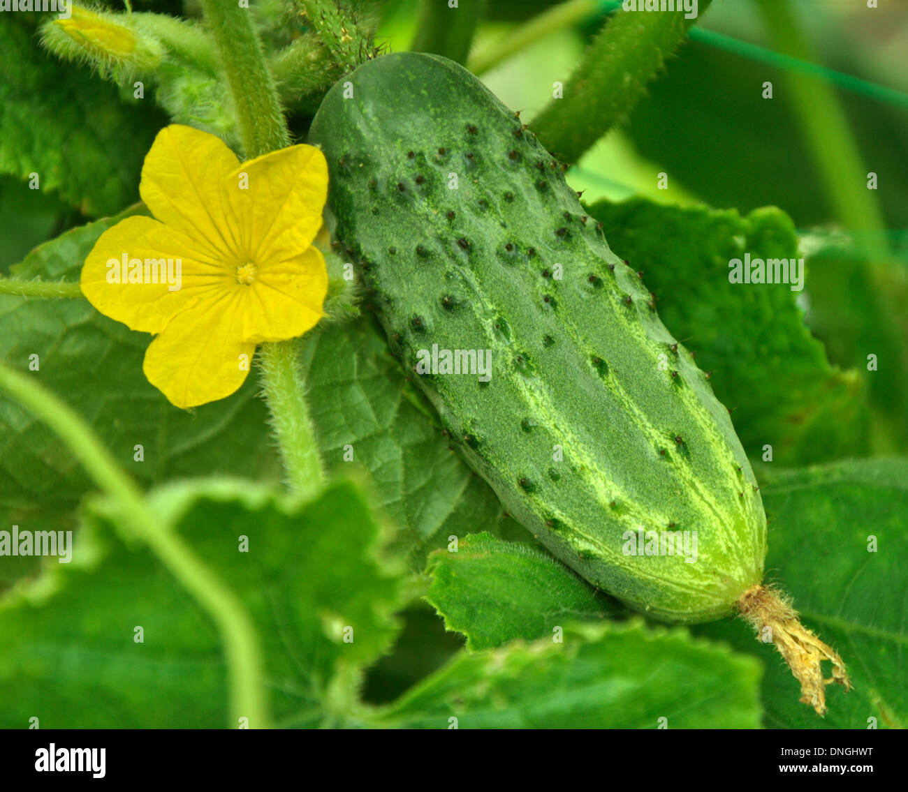 Cucumber Blossom