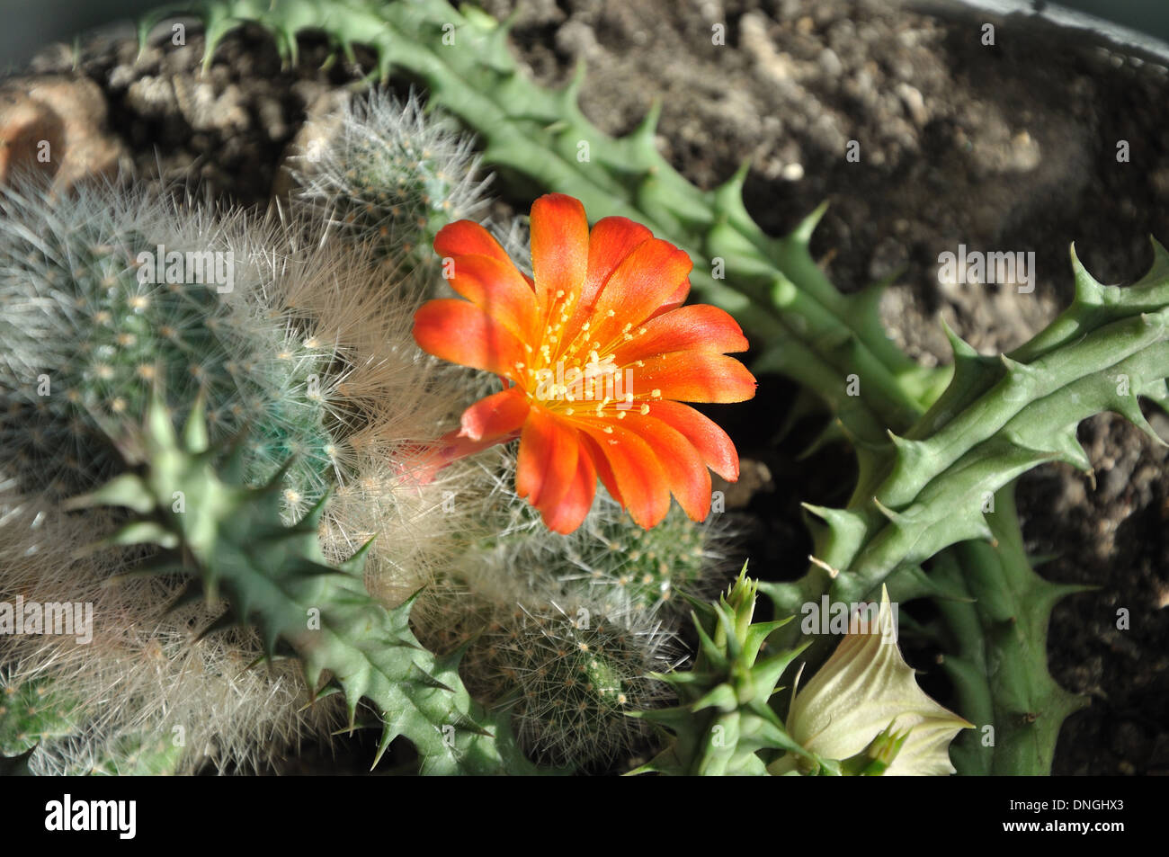 Bright orange cactus flower Stock Photo - Alamy