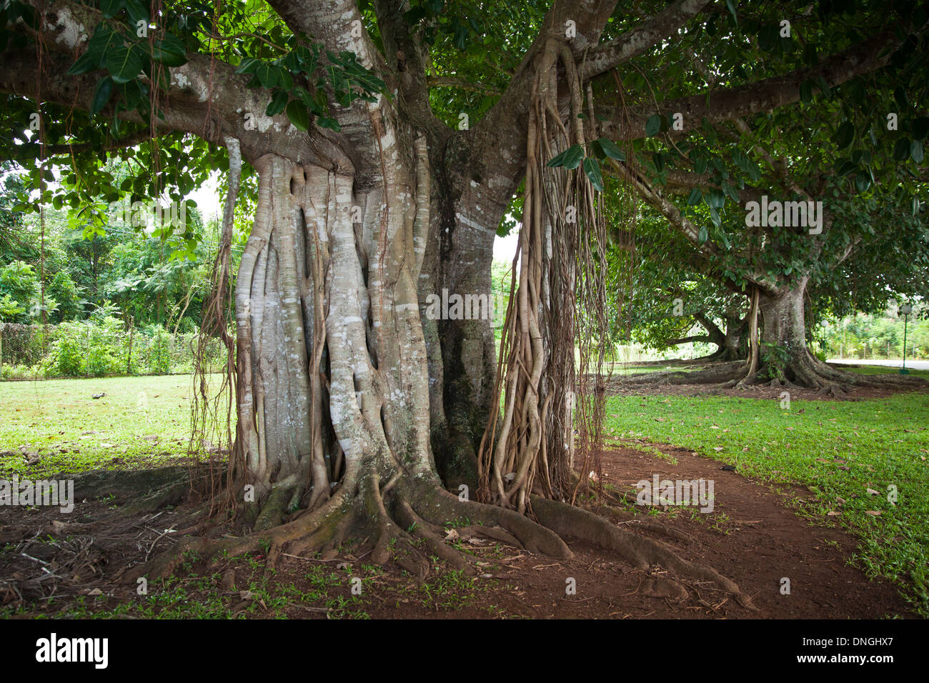 Cuba trees hi-res stock photography and images - Alamy