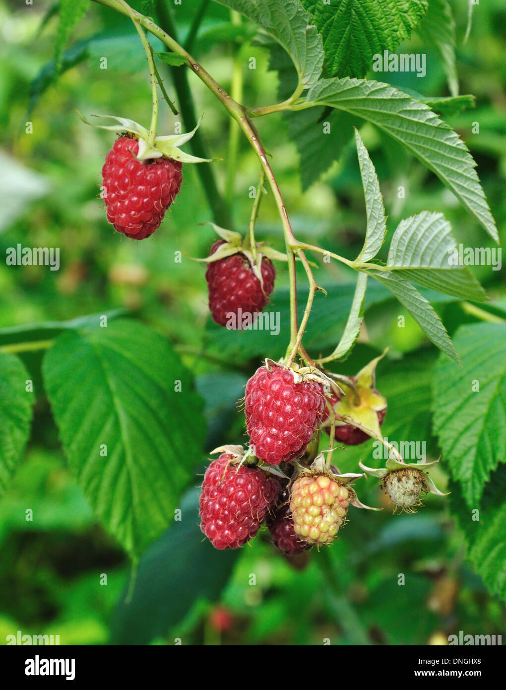 big red raspberries on a cane Stock Photo - Alamy