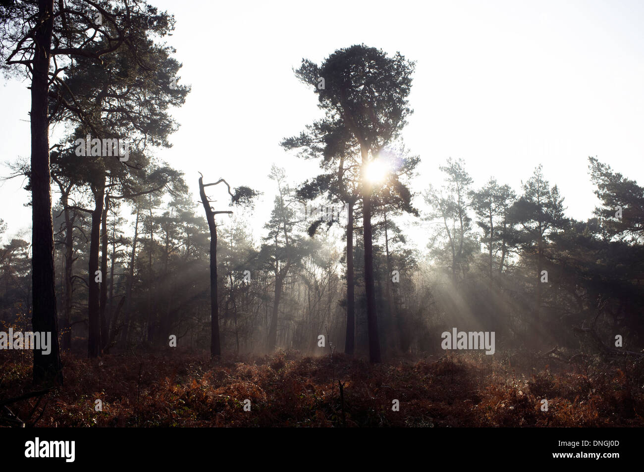 Woodland, Sutton Heath, Suffolk, UK Stock Photo - Alamy
