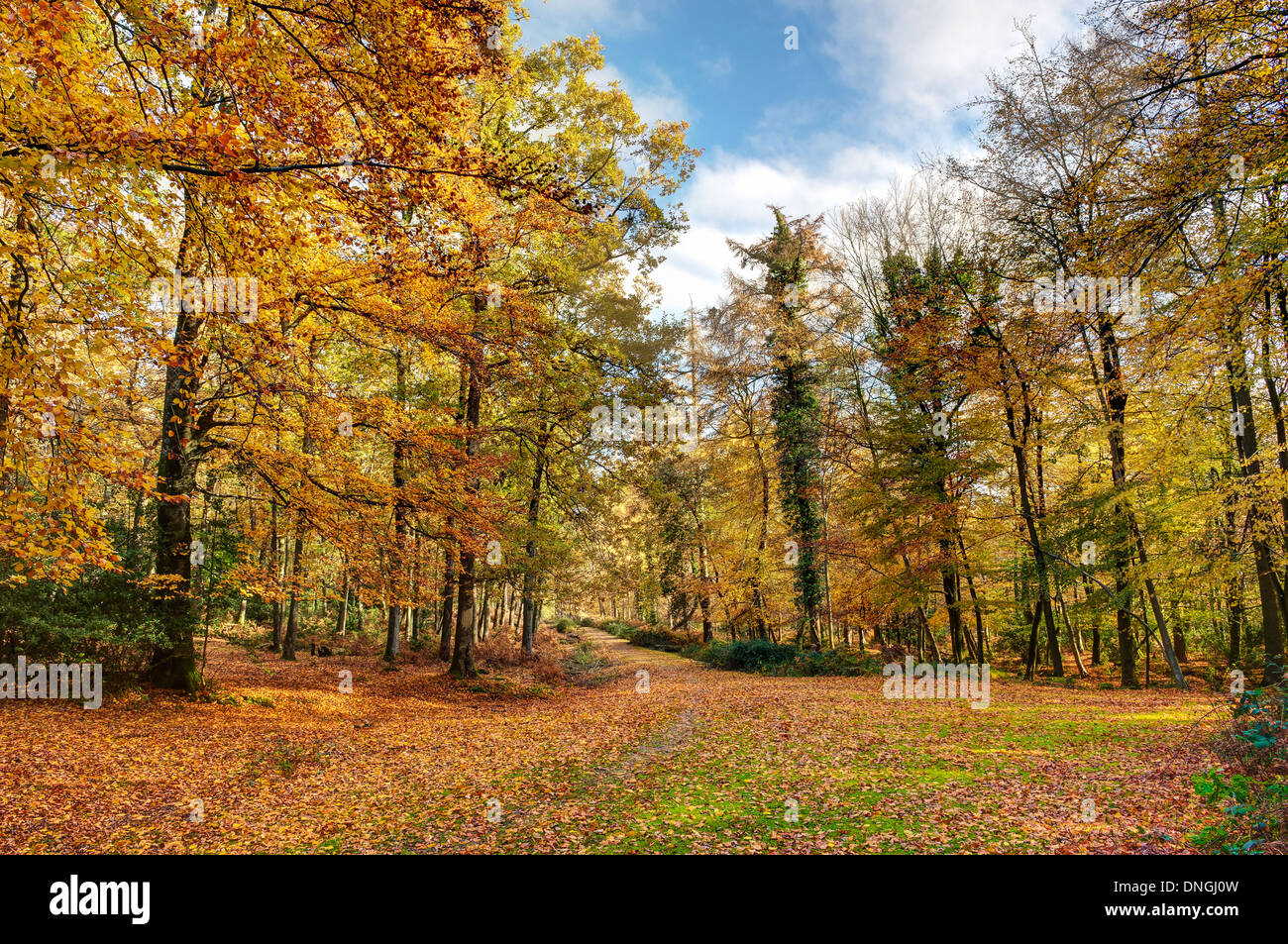 New forest autumn woodland hi-res stock photography and images - Alamy