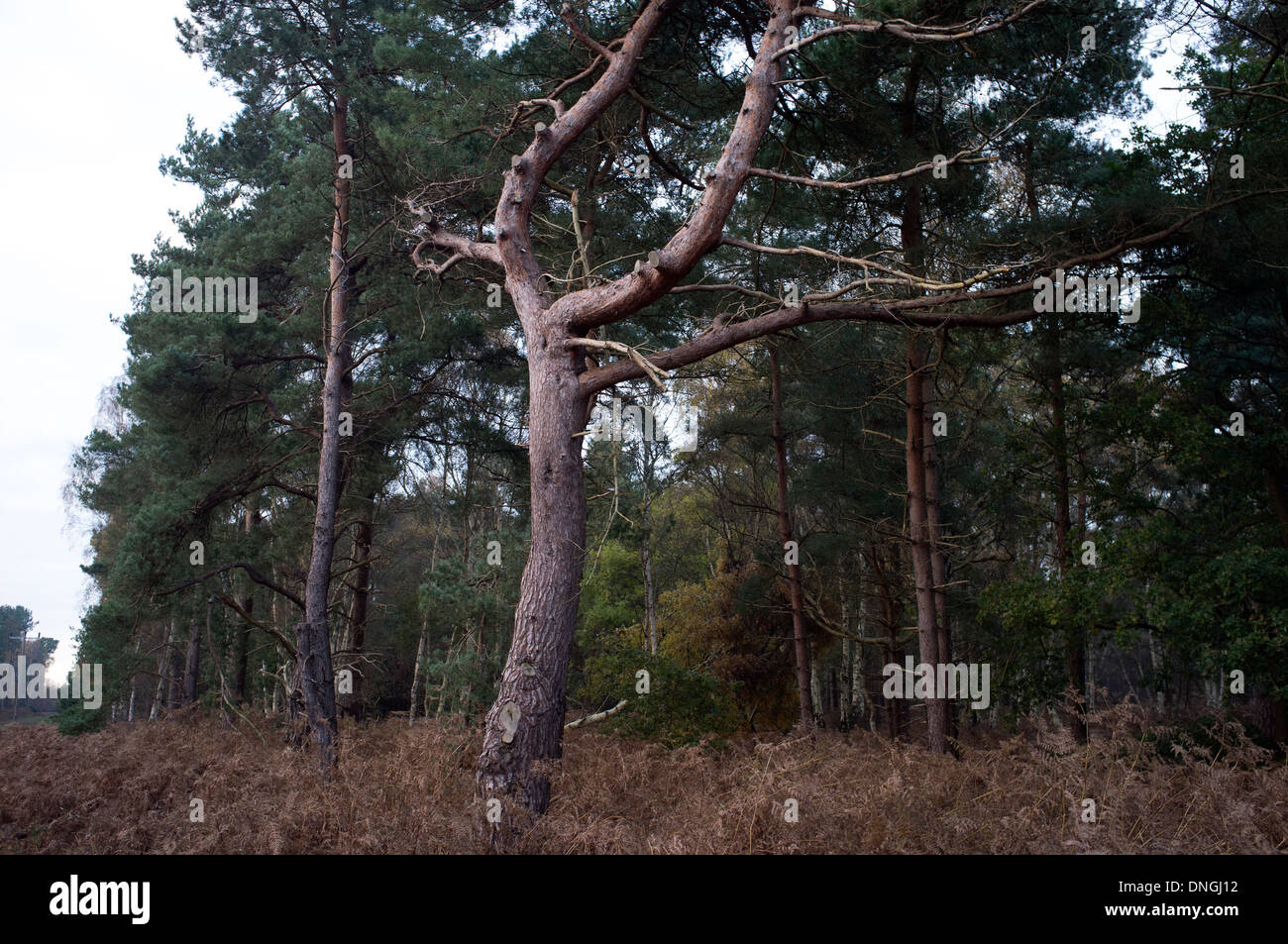 Woodland, Sutton Heath, Suffolk, UK Stock Photo - Alamy