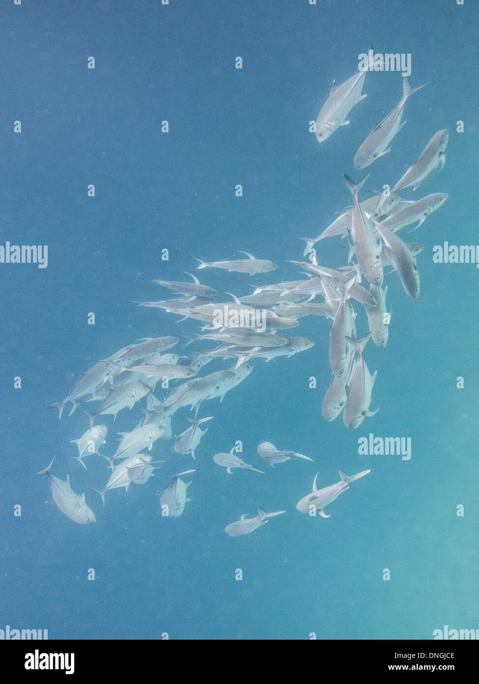 Shoal of fish hi-res stock photography and images - Alamy