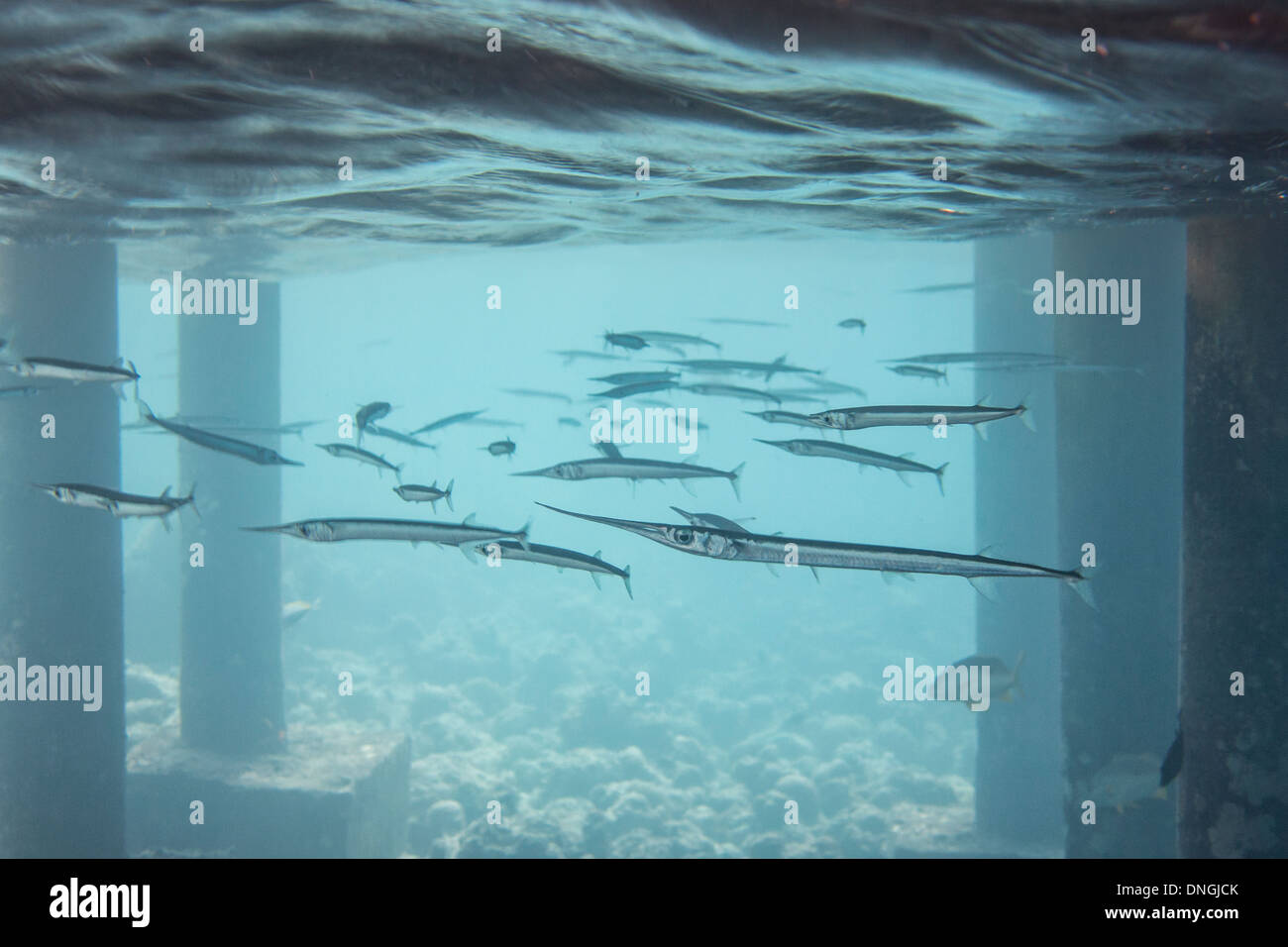 Shoal of Needlefish in the ocean Stock Photo - Alamy
