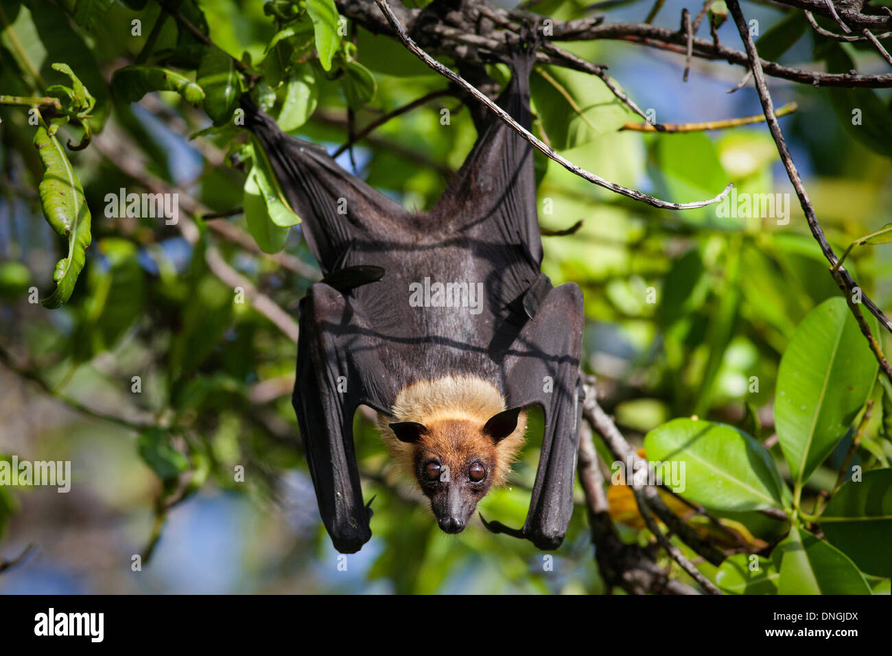 Portrait of a fruit bat Stock Photo - Alamy